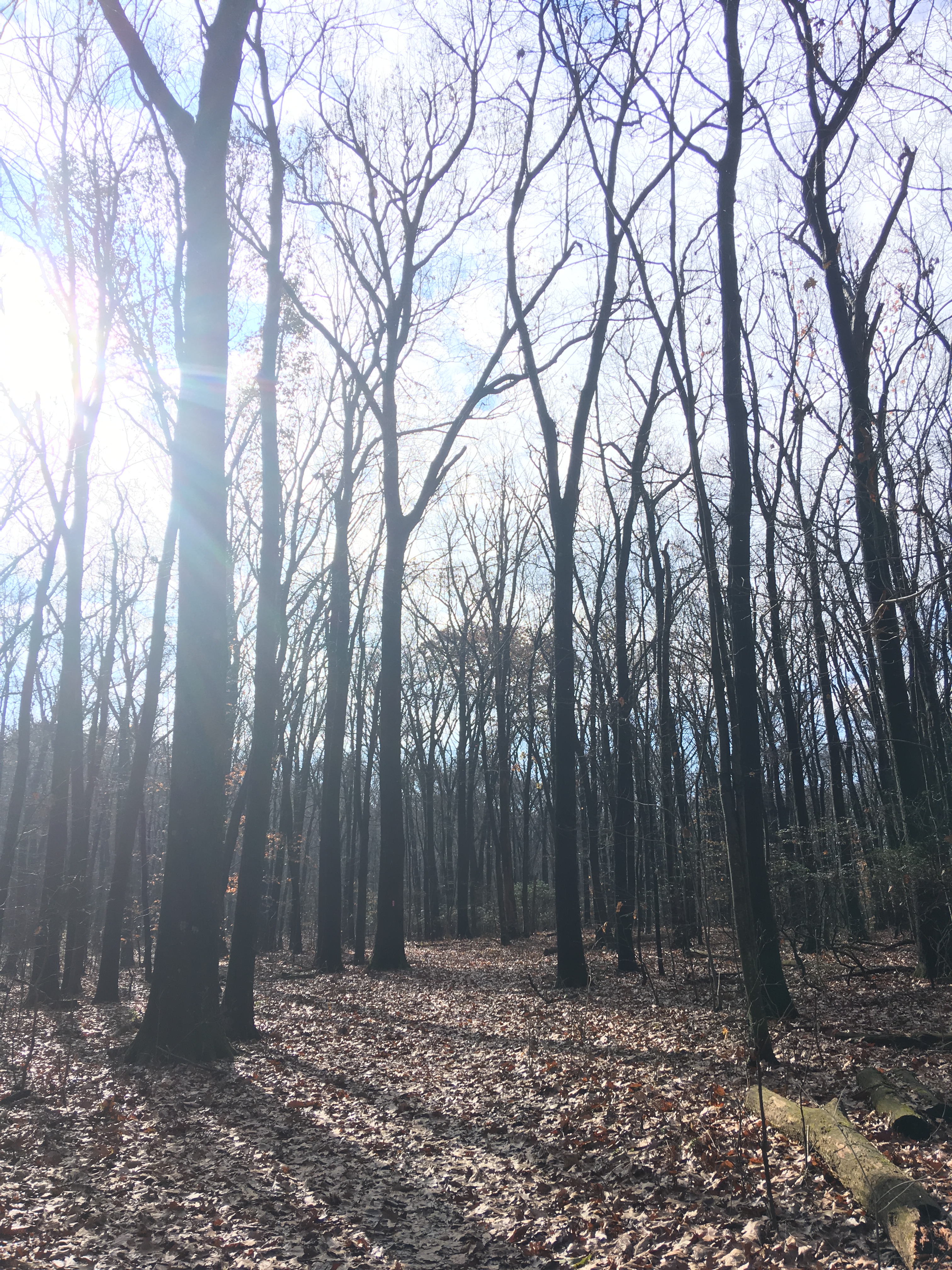 Boyd Big Tree Preserve Conservation Area | A Living Scrapbook