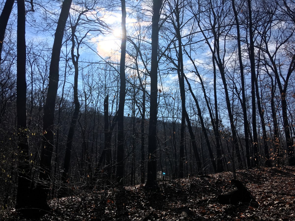 Boyd Big Tree Preserve Conservation Area | A Living Scrapbook